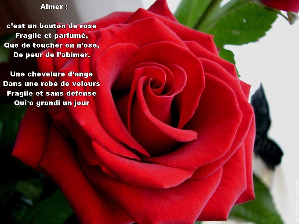 Une Rose Rouge Offerte